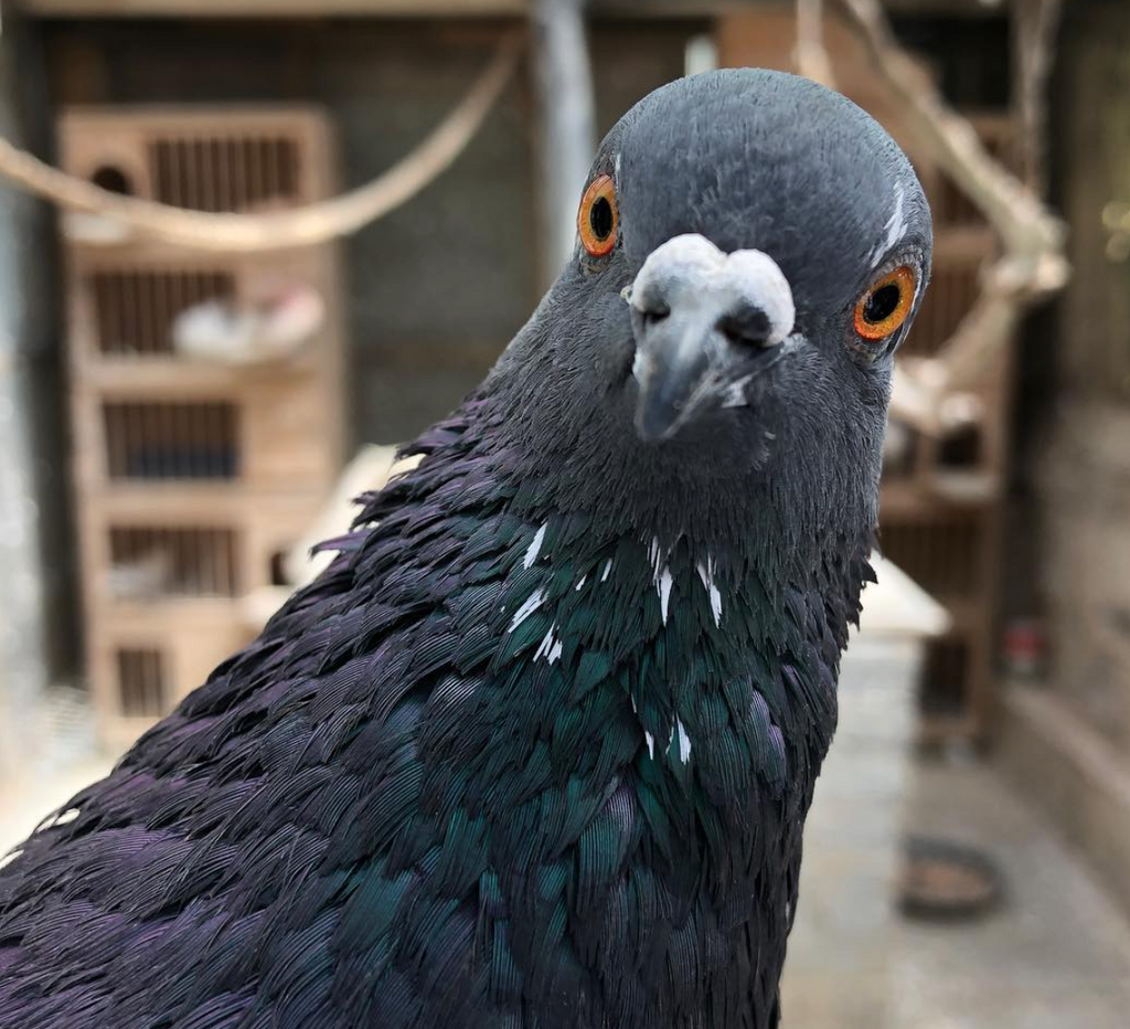 6 Ways to Keep Your Bird Calm When Moving to a New Apartment – The ...