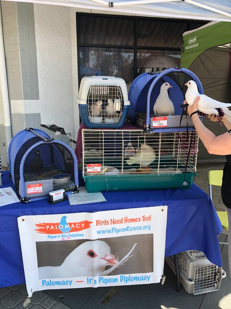 The Essential Guide to Caring for Adopted Pigeons – The Pigeon Rescue Shop