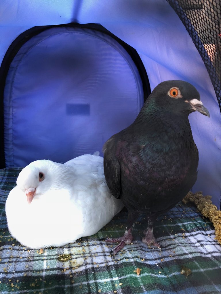 5 Reasons Why Fresh Air for Indoor Birds is Necessary – The Pigeon ...